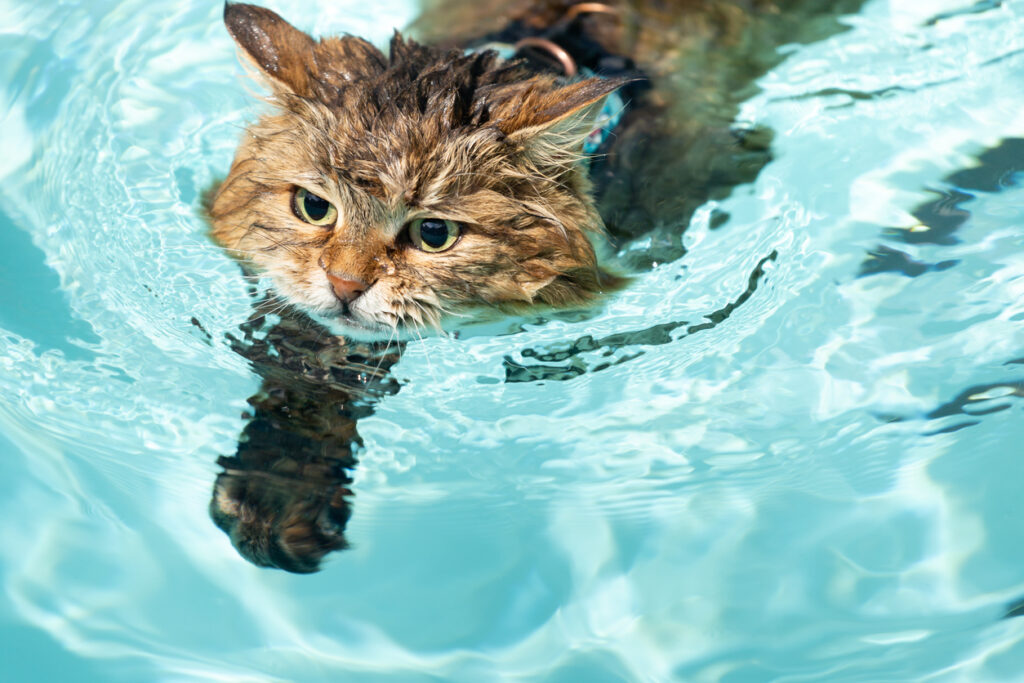 Cats & Water: Grooming, Hydration Tips | Gourmet Delight