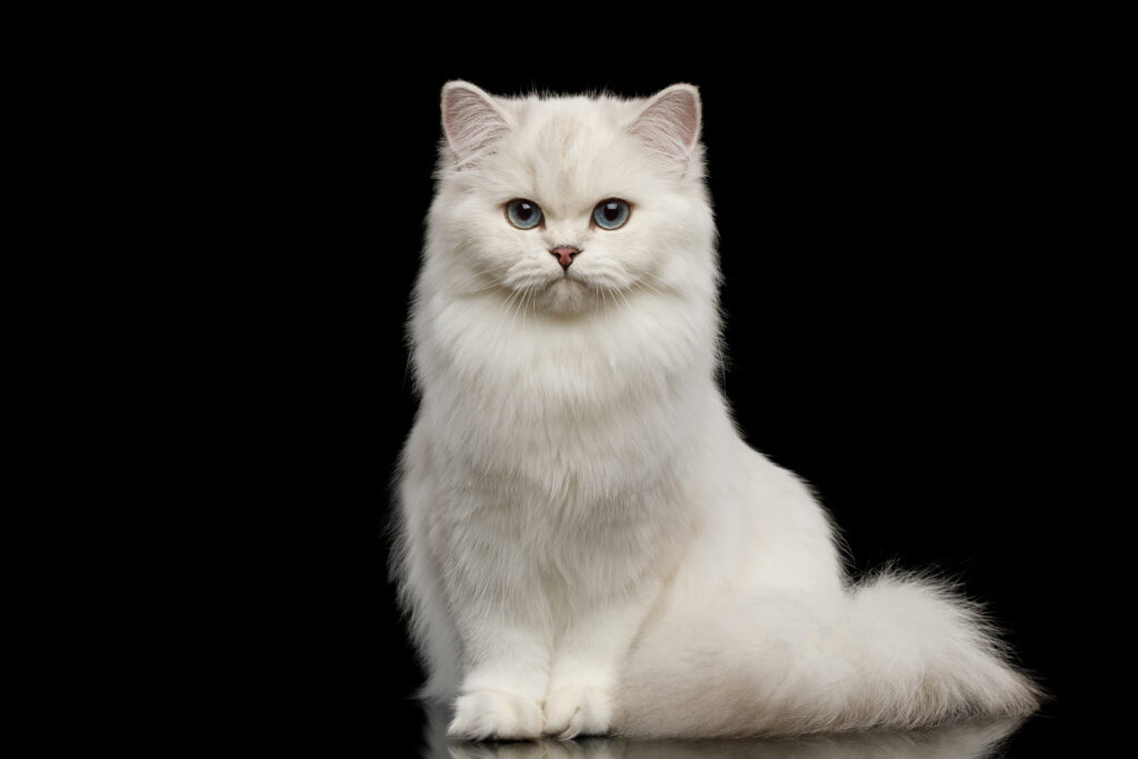 5 Benefits of Collagen for Cats - Gourmet Delight