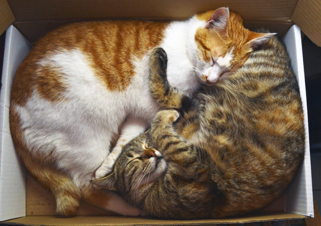 Why Cats Love Boxes: Explained | Gourmet Delight | why ca